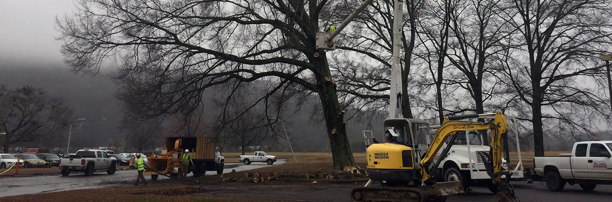 Campbell's Tree Service Offers Tree Services in Dunlap, TN 37327